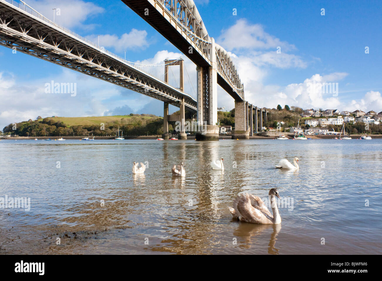 Swans on the River Tamar at Saltash, Cornwall England Stock Photo - Alamy