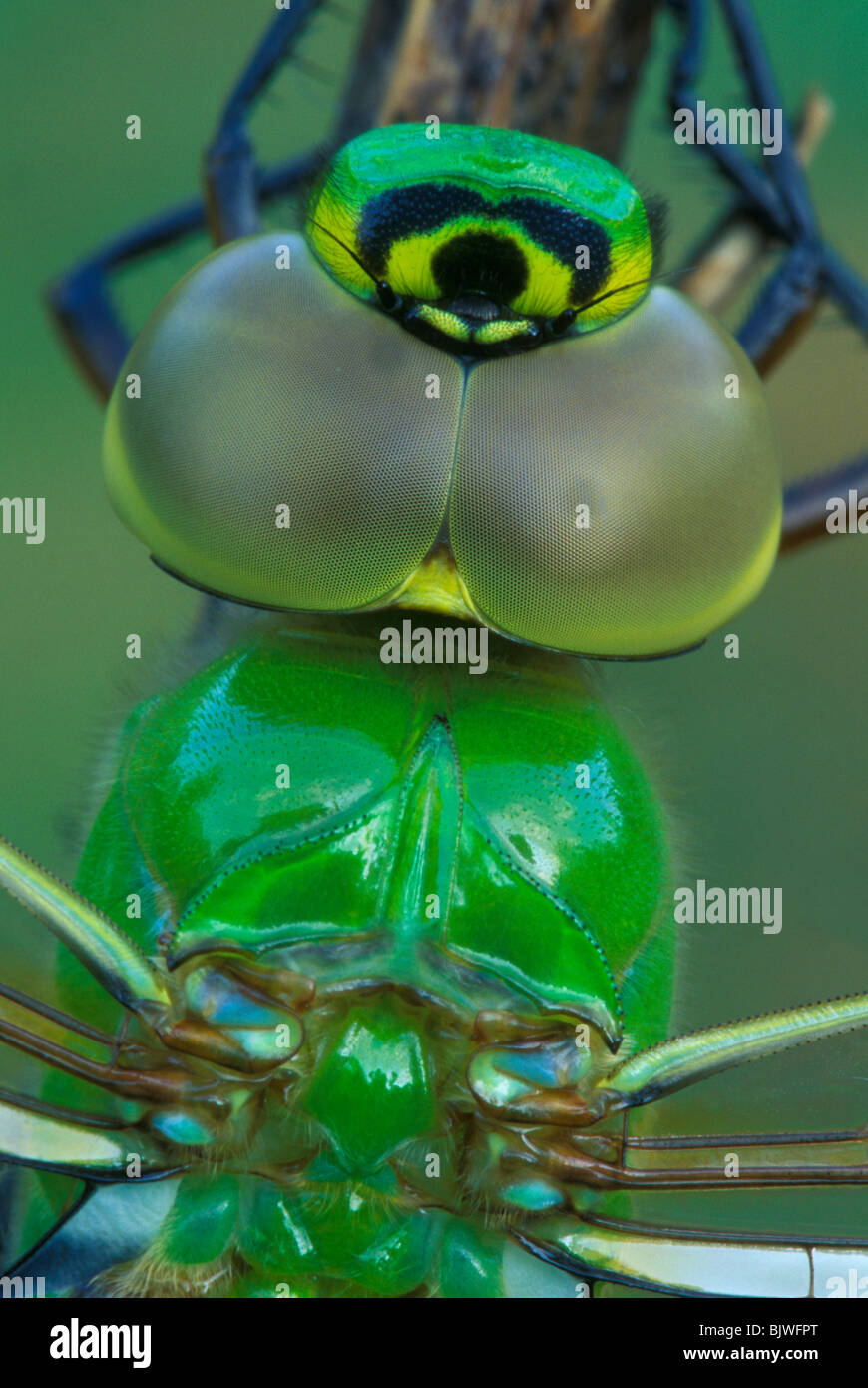 Anax junius compound eyes hi-res stock photography and images - Alamy