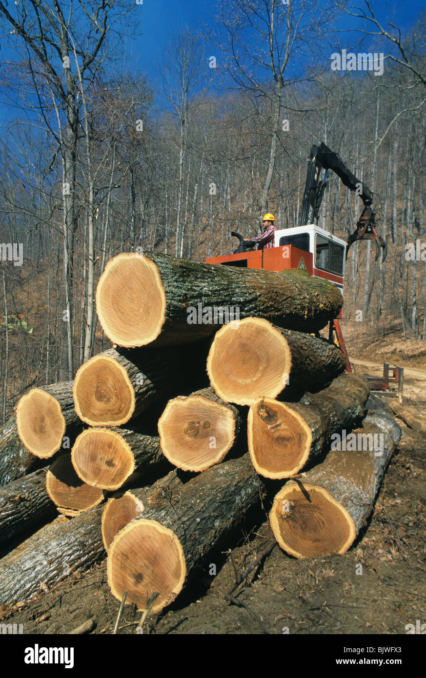 Tree farm united states timber hi-res stock photography and images - Alamy