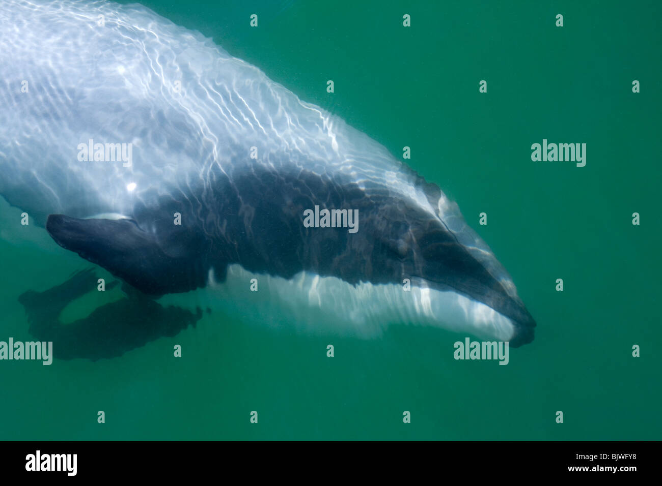 Hector dolphin swimming in sea, New Zealand Stock Photo - Alamy