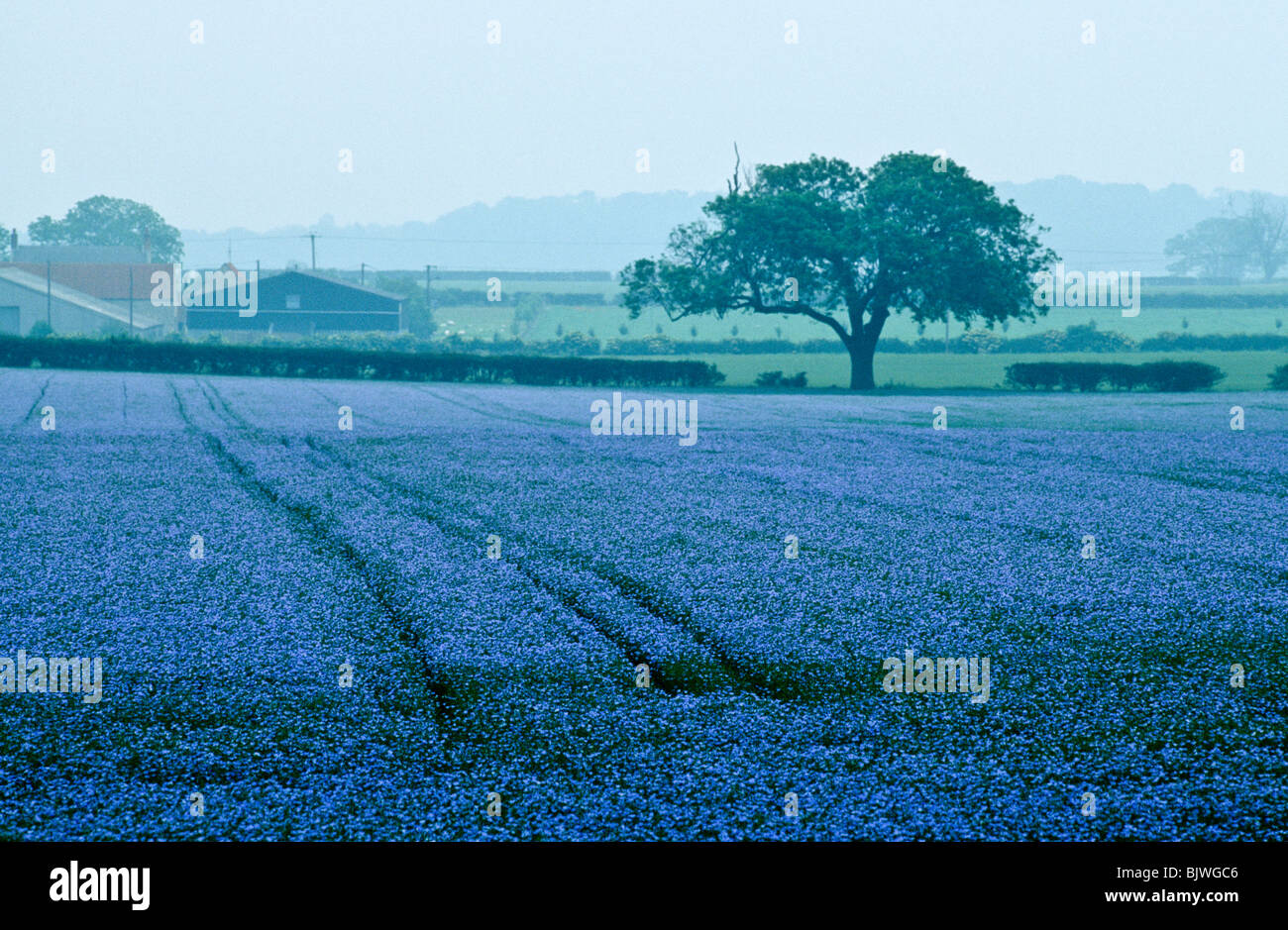 Crop of Common Flax, Linum usitatissimum, Lincolnshire, England Stock ...