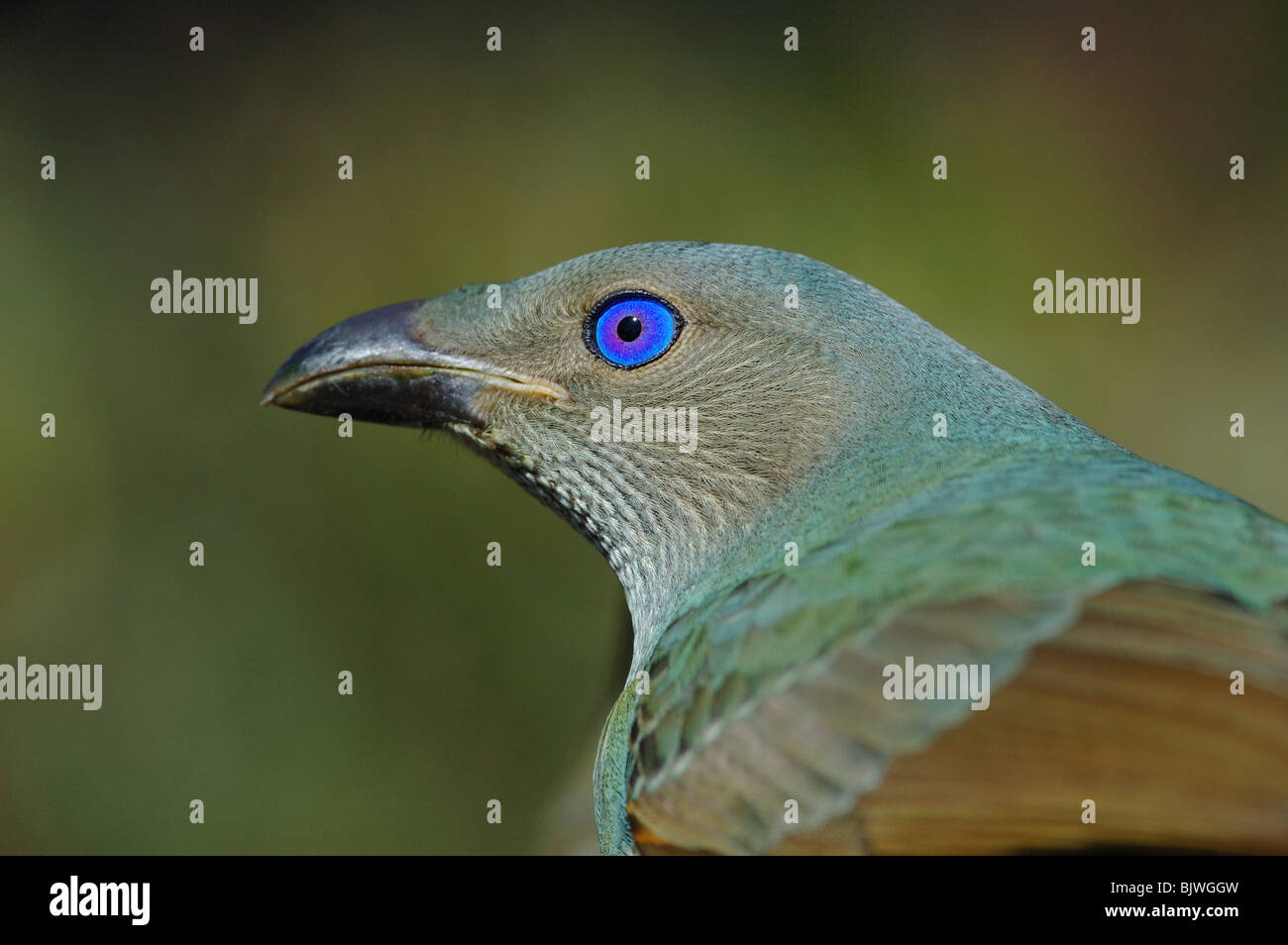 Female Satin Bowerbird (Ptilonorhynchus violaceus) in the rainforest of Lamington National Park ...