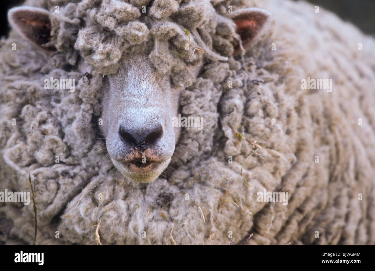 Corriedale Sheep