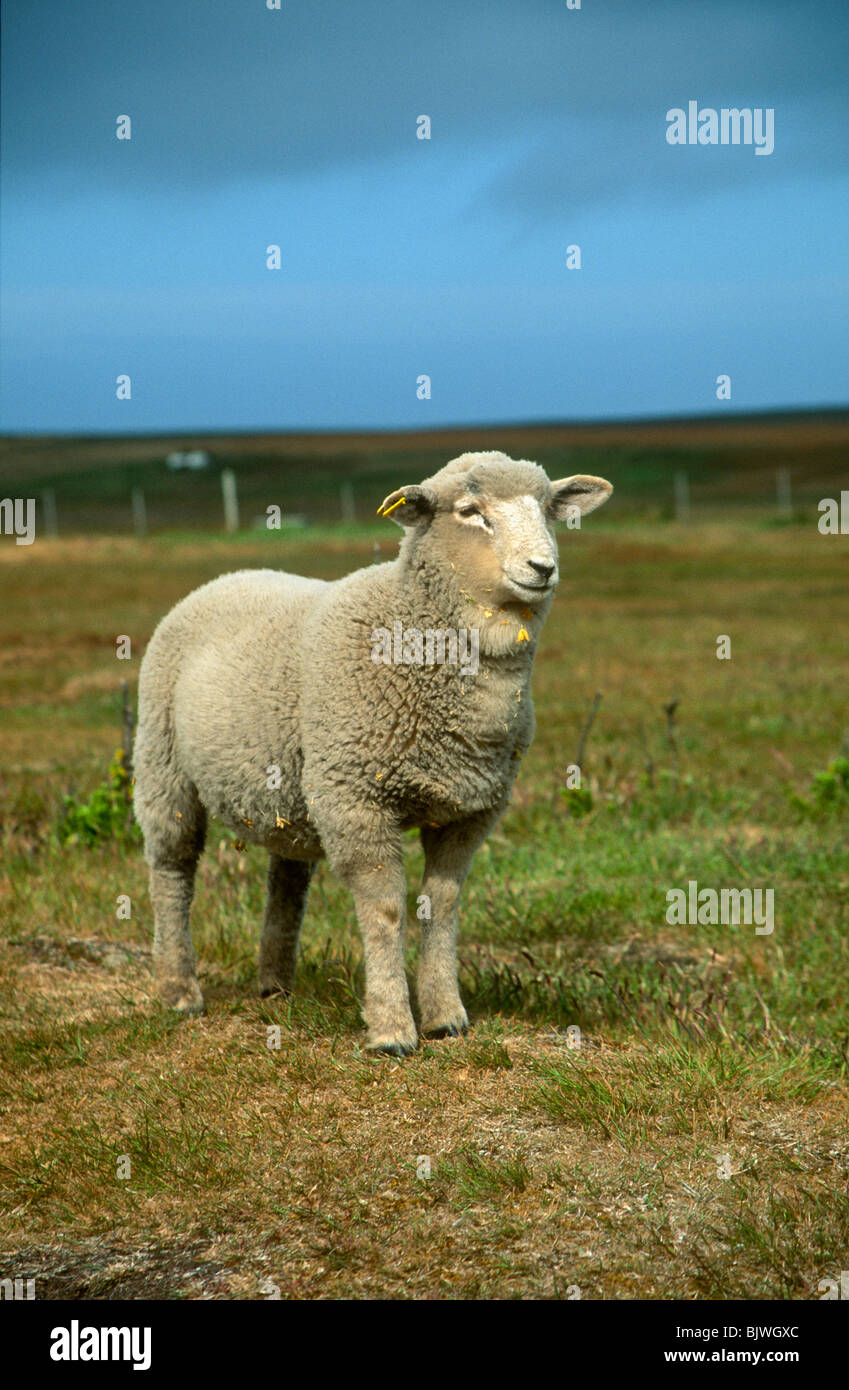 Corriedale lamb falklands hi-res stock photography and images - Alamy