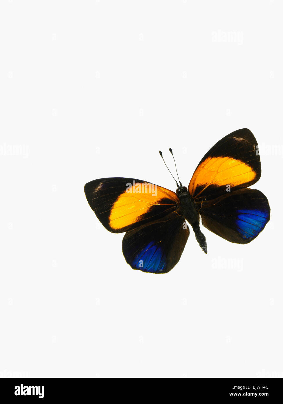Yellow flying butterfly Cut Out Stock Images & Pictures - Alamy