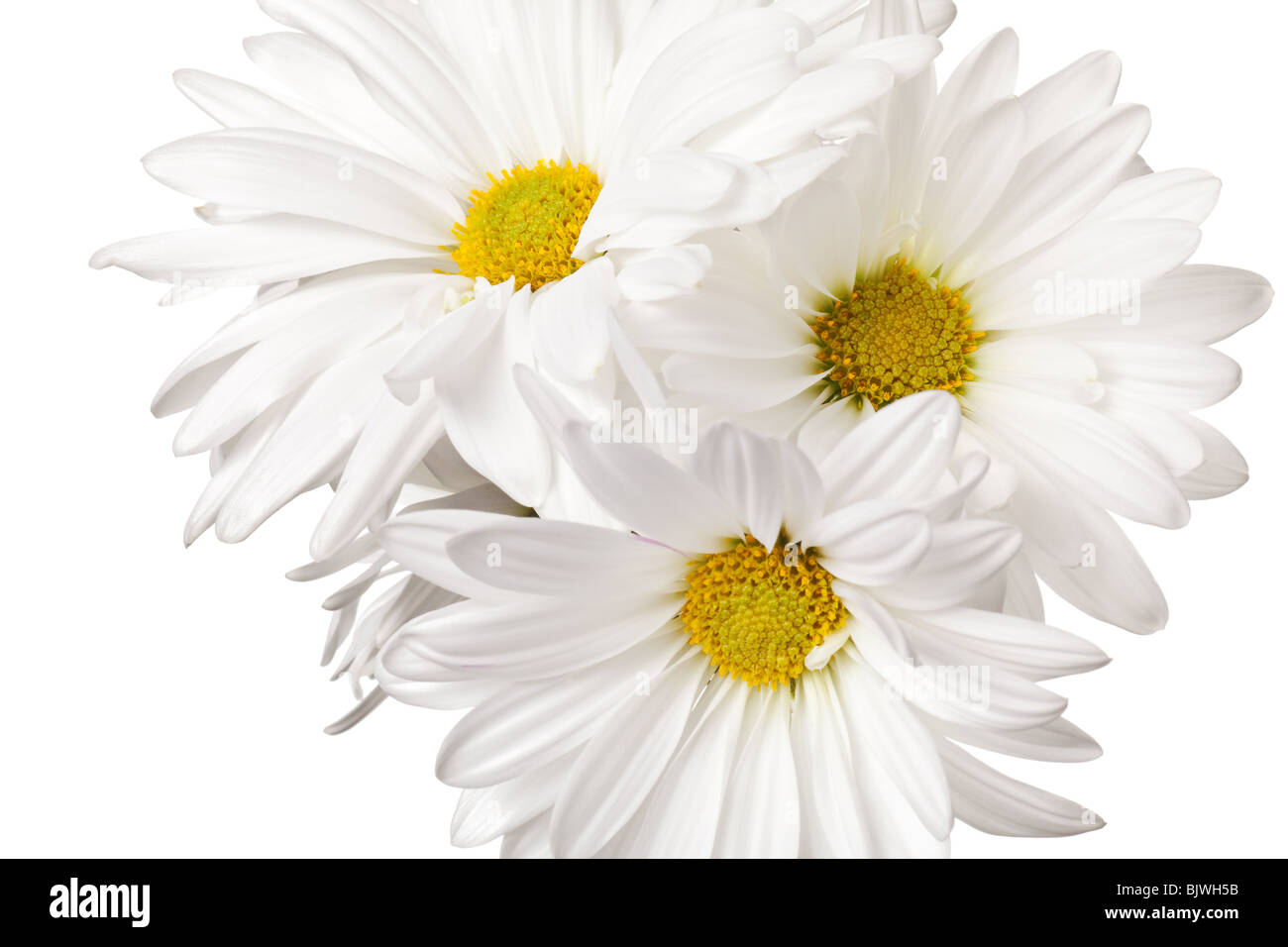 daisy isolated on a pure white background Stock Photo - Alamy