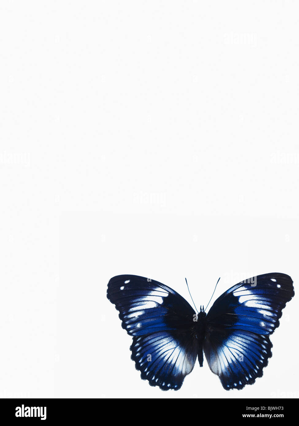 Black butterfly wings Cut Out Stock Images & Pictures - Alamy