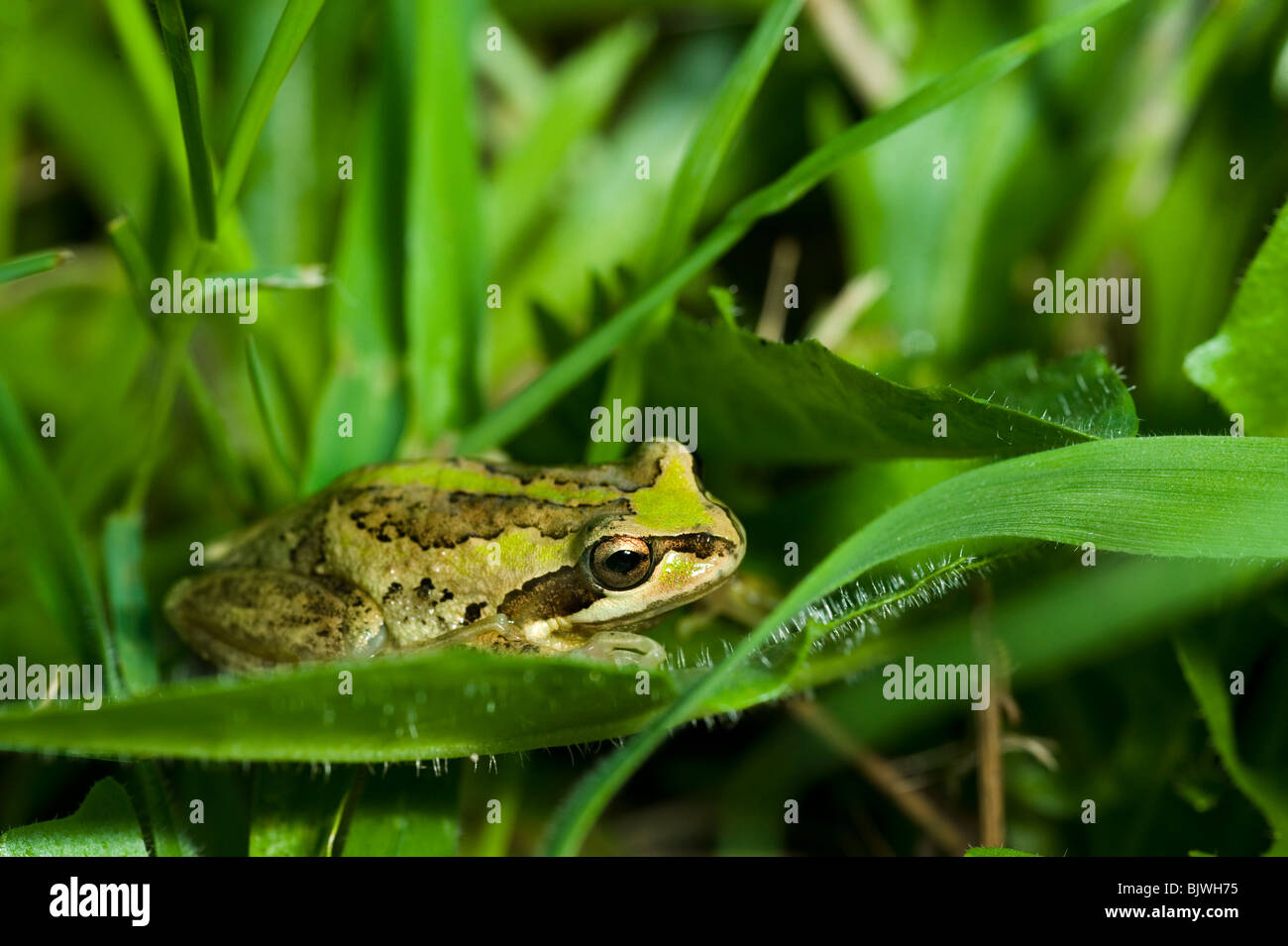 Southern Brown Tree Frog Litoria ewingii Gippsland Victoria Australia ...