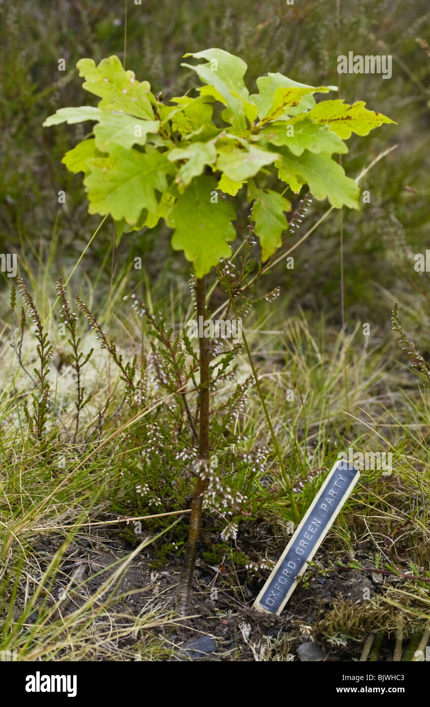 Oak saplings sponsored by Oxford Green Party on reclaimed coal tips at ...