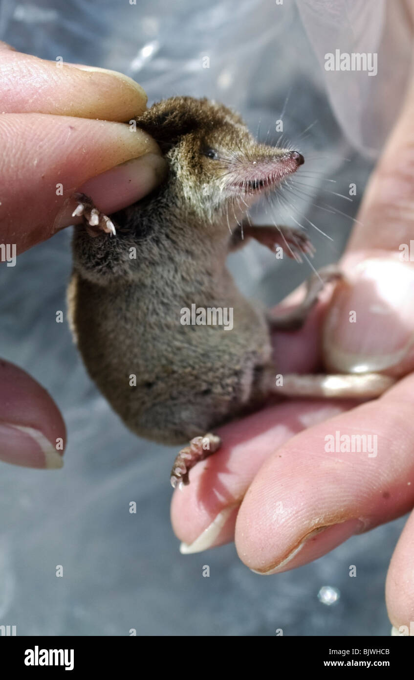 Common shrew trapped on reclaimed coal tips at the Varteg Field Trial ...