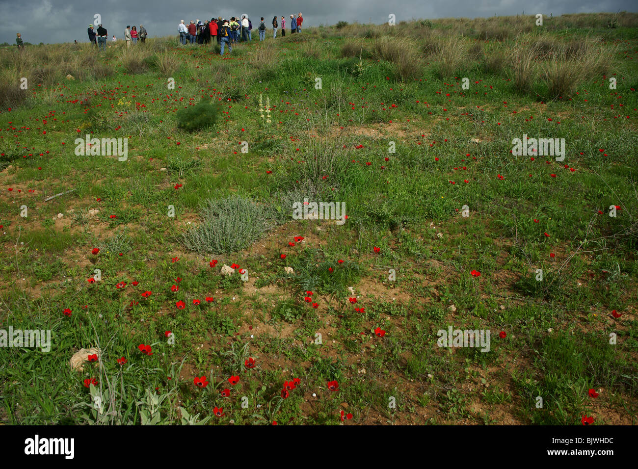 Green human being flower hi-res stock photography and images - Alamy