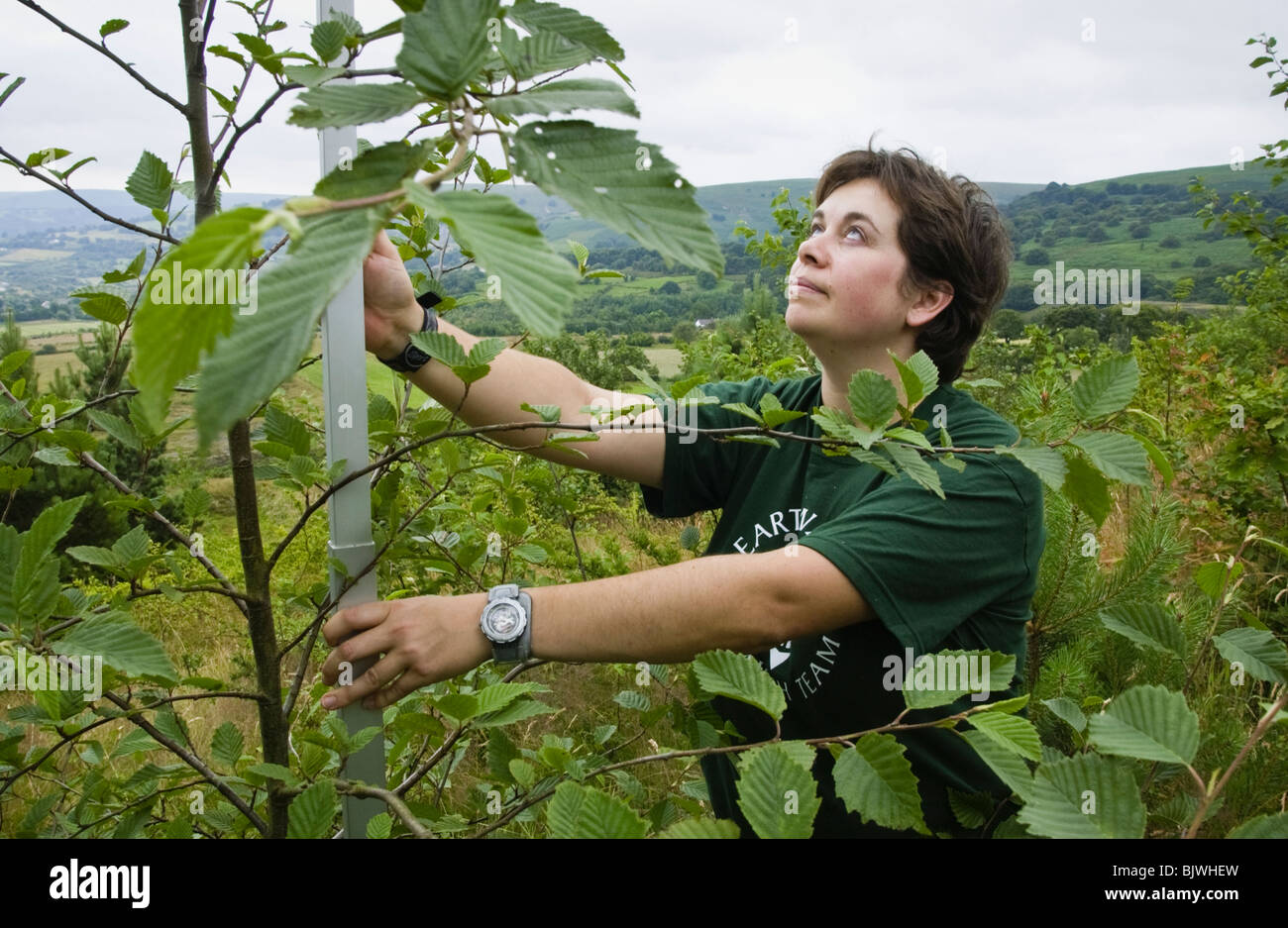 Volunteer measuring growth of 5 year old trees on reclaimed coal tips ...