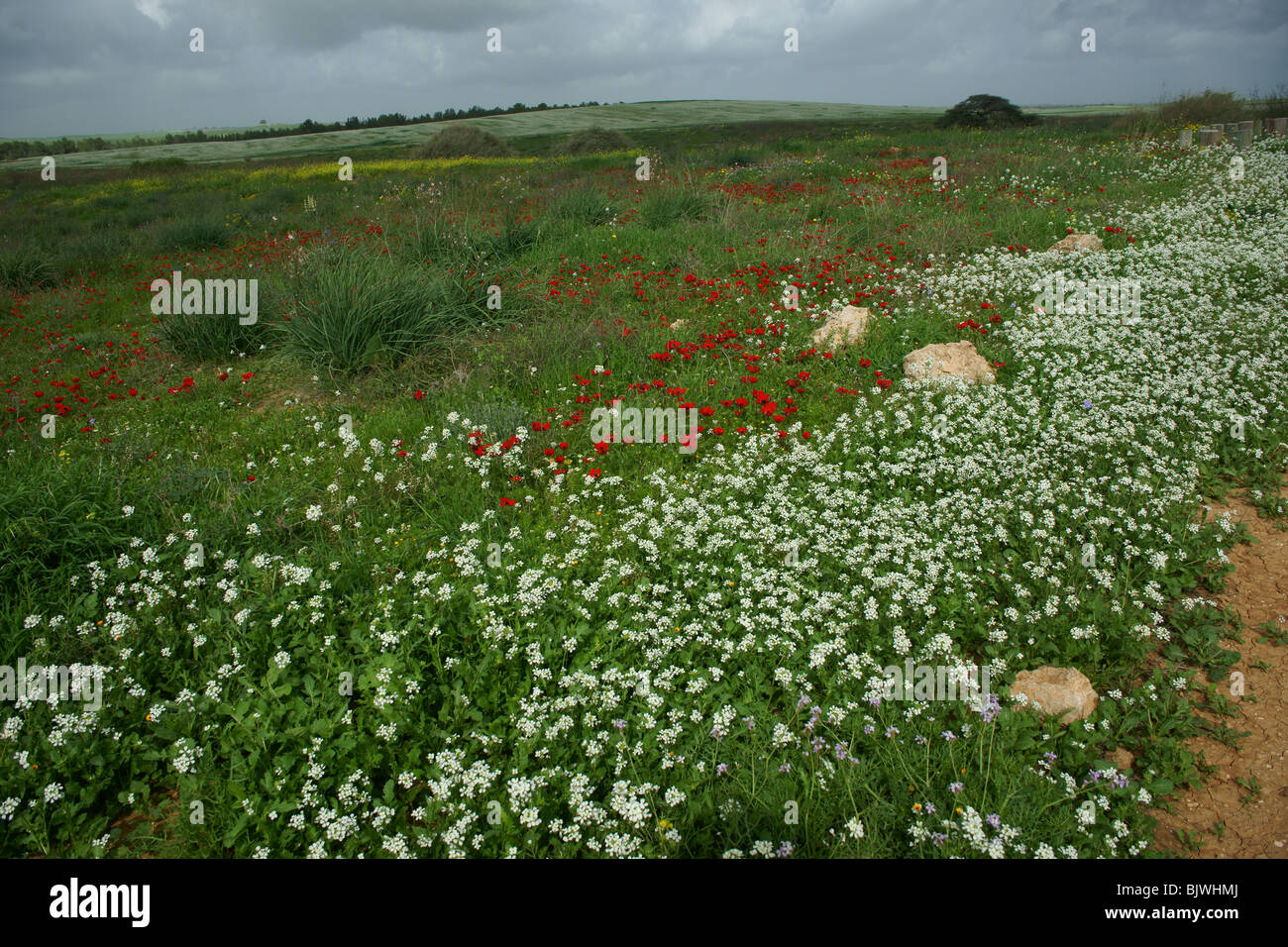 Flower Wild Field Stock Photo - Alamy