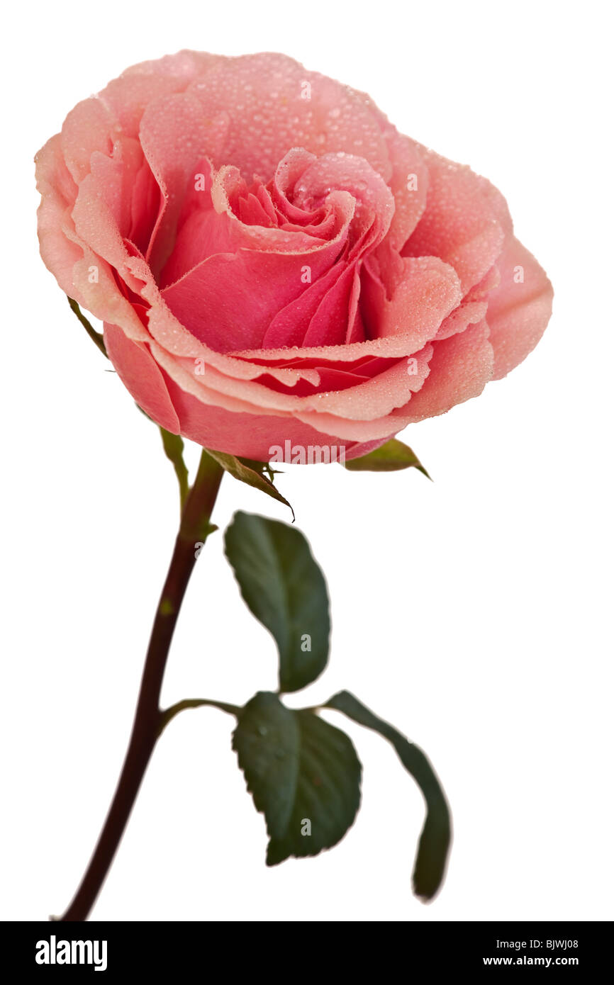 pink rose isolated on a white background Stock Photo - Alamy