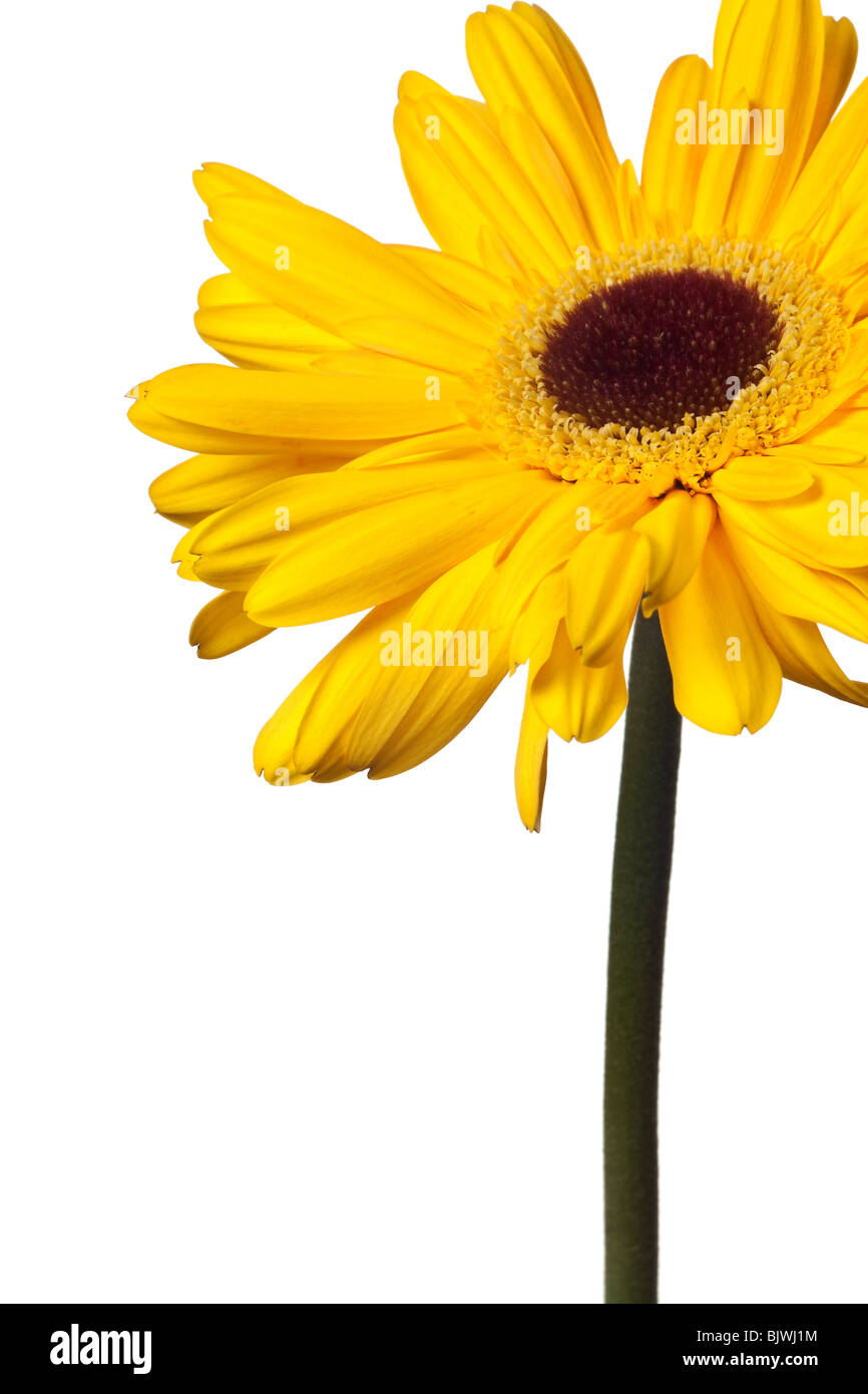 daisy isolated on a pure white background Stock Photo - Alamy