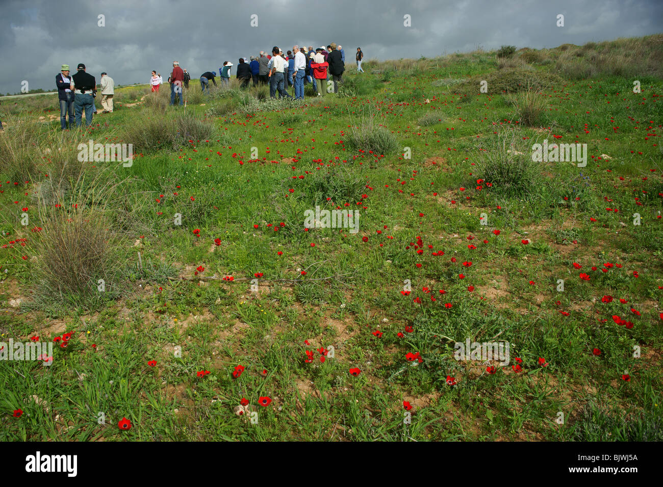 Green human being flower hi-res stock photography and images - Alamy