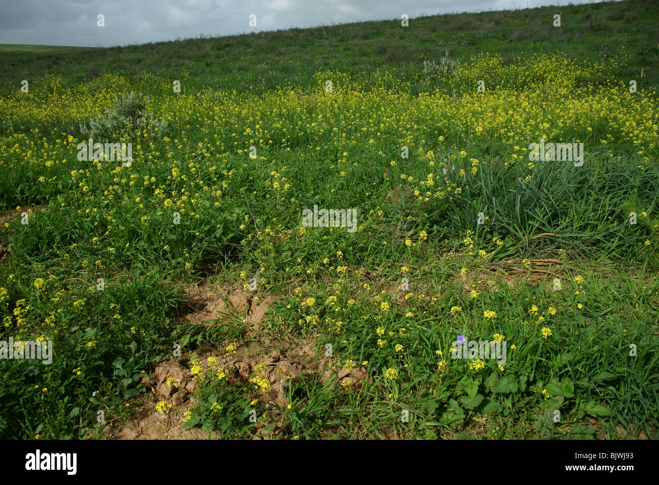 Flower Wild Field Stock Photo - Alamy