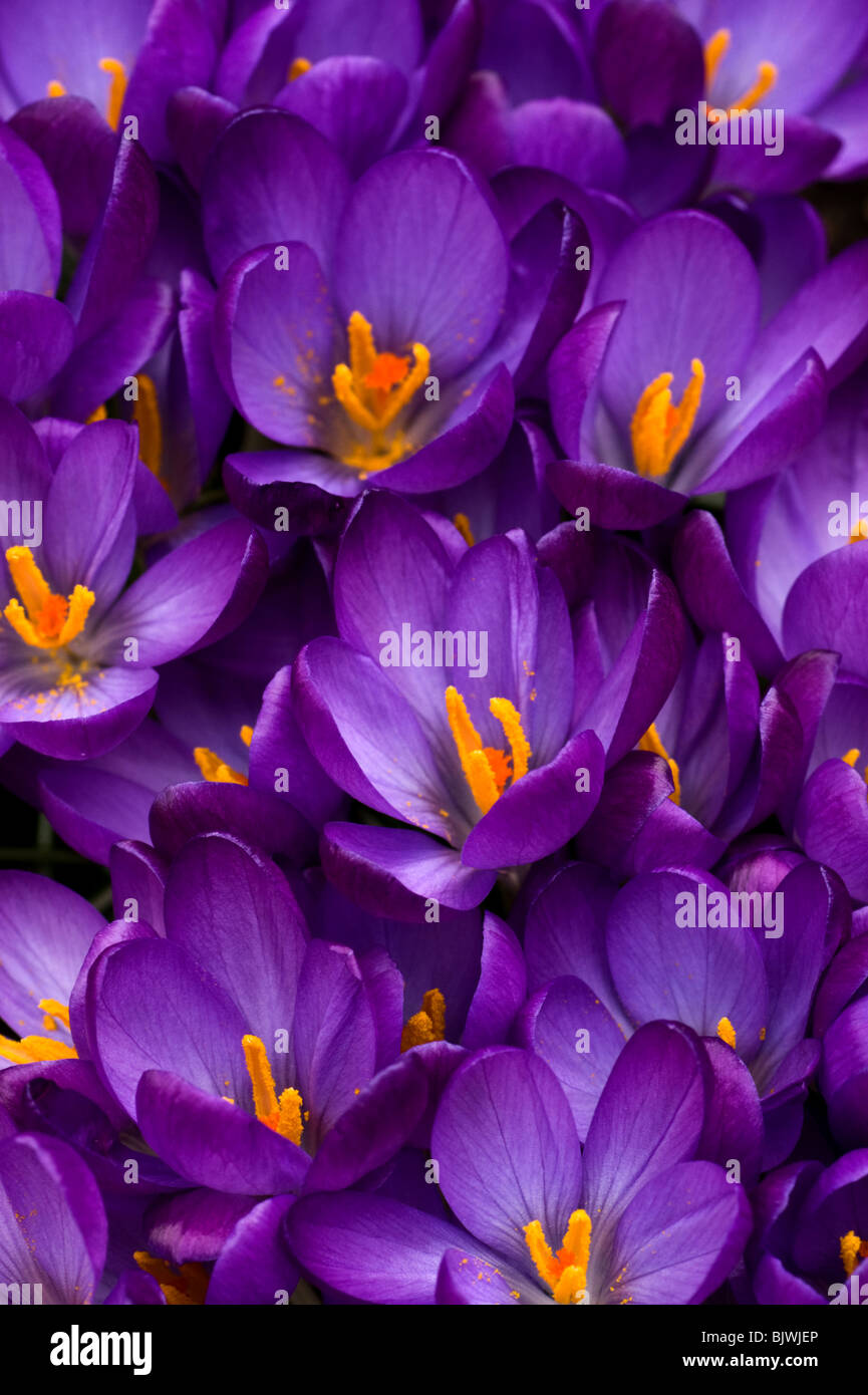 Purple crocus clumped together Stock Photo - Alamy