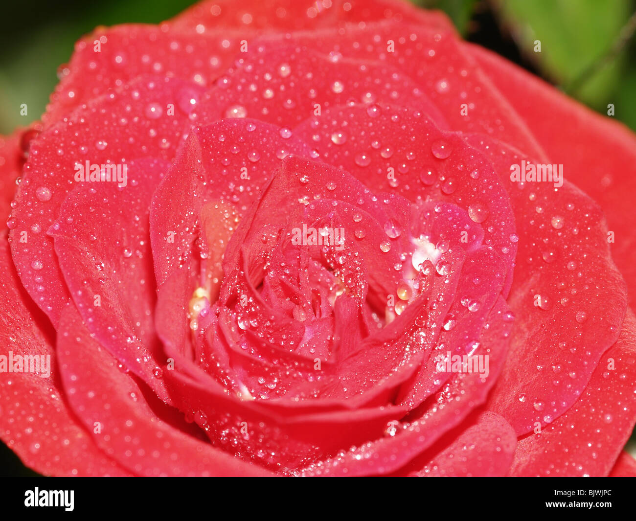 dew drops on a red roses blossom Stock Photo - Alamy