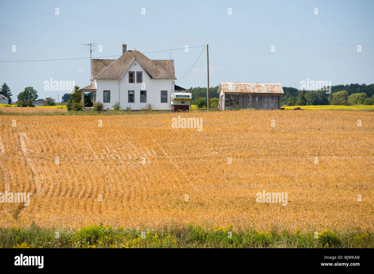 Soybean field ready for harvest near Ubly Michigan Stock Photo - Alamy