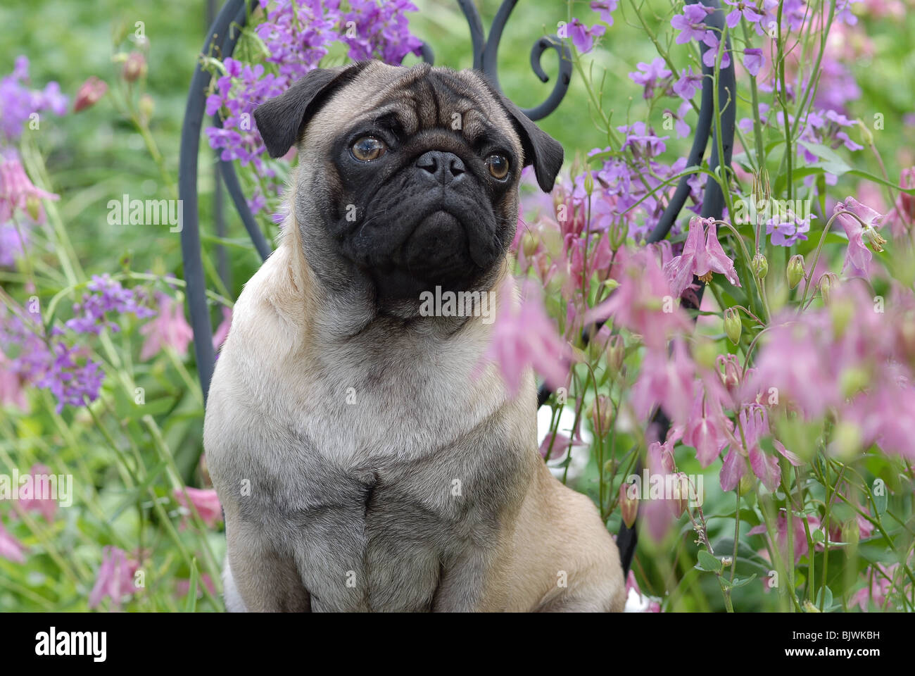 Pug dog in garden, by Bonnie Nance/Dembinsky Photo Assoc Stock Photo ...