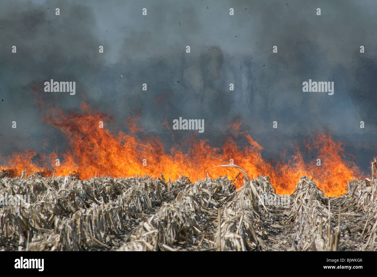 Cornfield fire Michigan, Spring, USA by Dembinsky Photo Assoc Stock ...