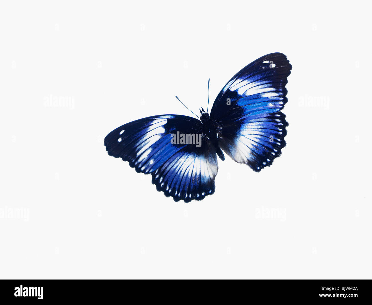 Blue butterfly insect hi-res stock photography and images - Alamy