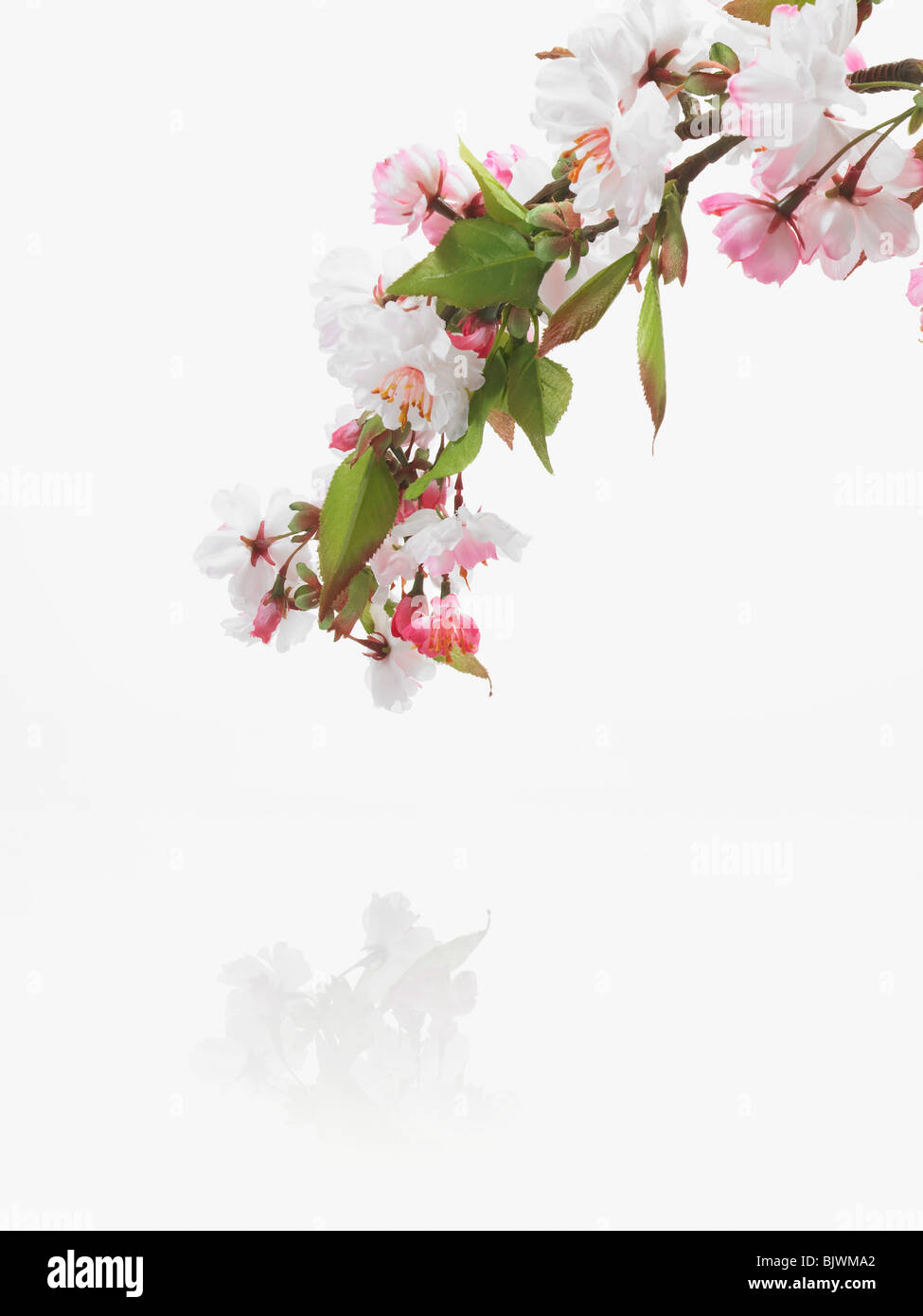 White wild apple flowers Cut Out Stock Images & Pictures - Alamy