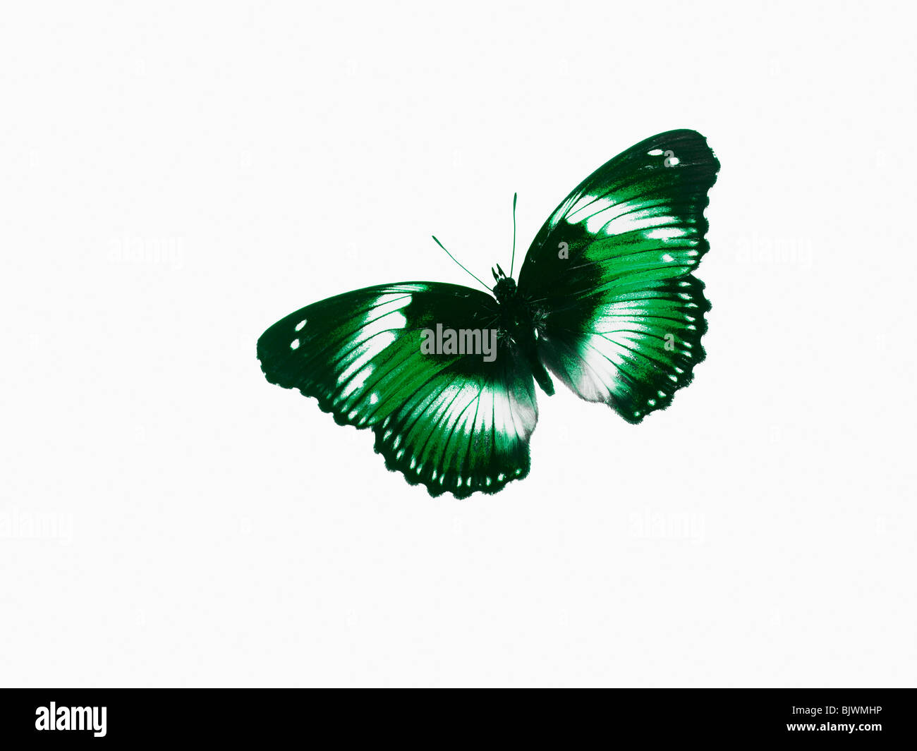 Black butterfly wings Cut Out Stock Images & Pictures - Alamy