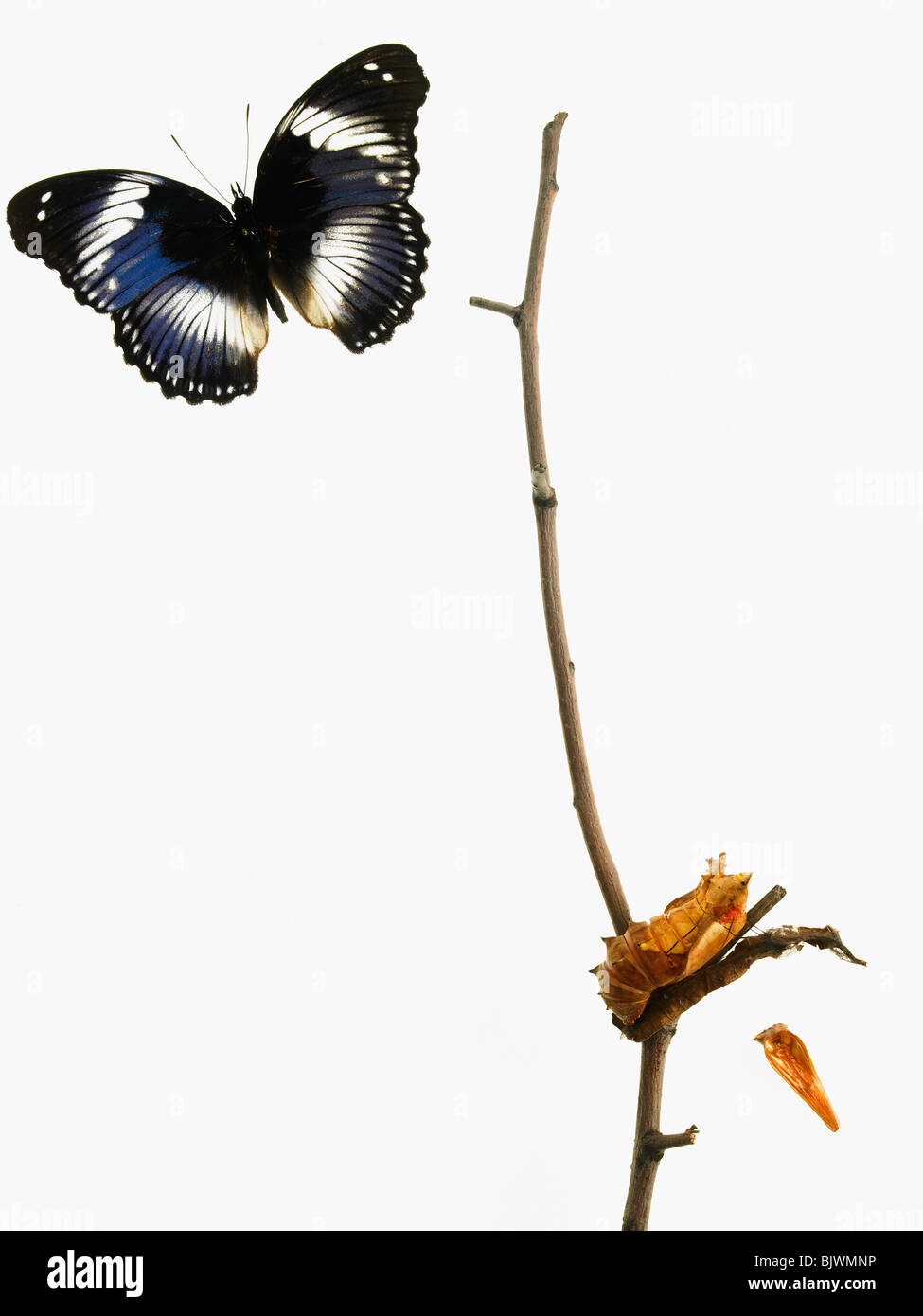 Blue butterfly caterpillar hi-res stock photography and images - Alamy