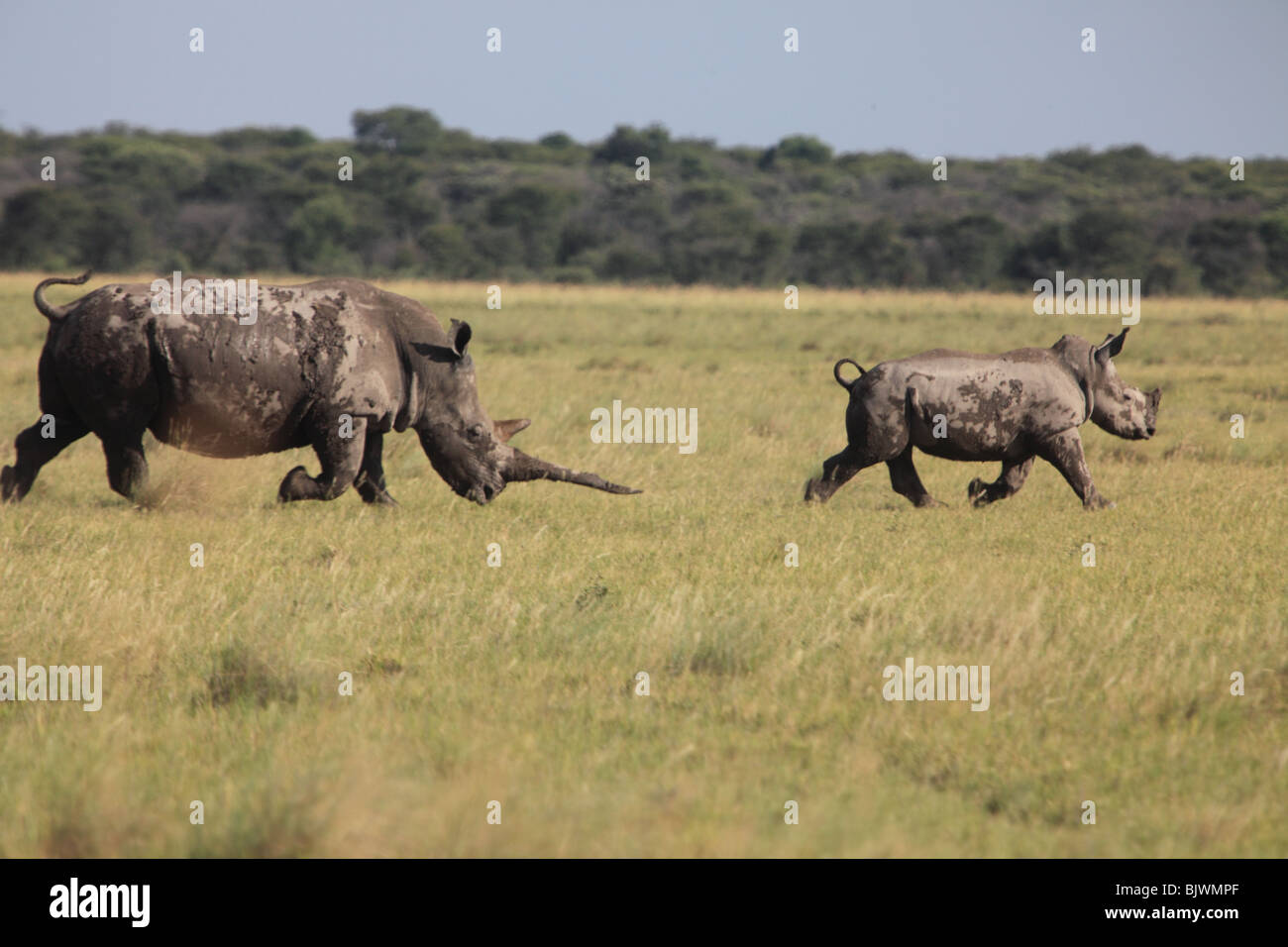 Young rhino hi-res stock photography and images - Alamy