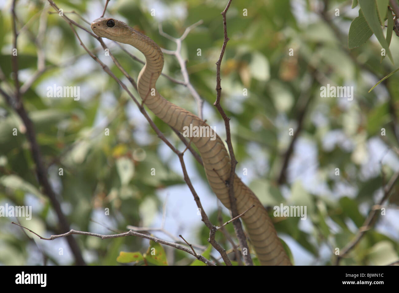 Slither hi-res stock photography and images - Alamy