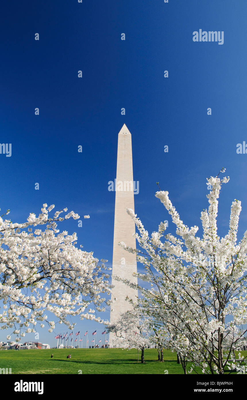 WASHINGTON DC — The Washington Monument stands amid blooming cherry ...