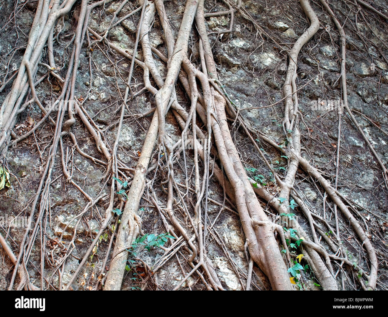 Aerial root system hi-res stock photography and images - Alamy
