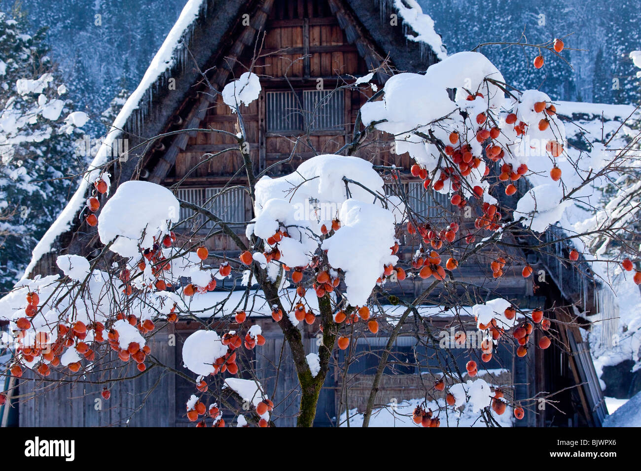 Persimmon tree hi-res stock photography and images - Alamy