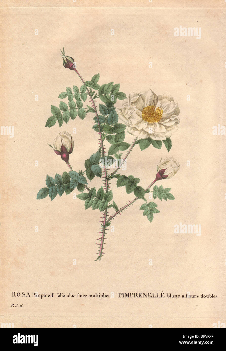 Double white rose hi-res stock photography and images - Alamy