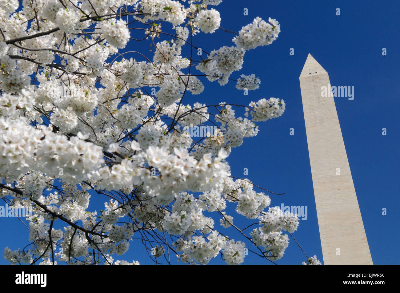 Prunus obelisk hi-res stock photography and images - Alamy