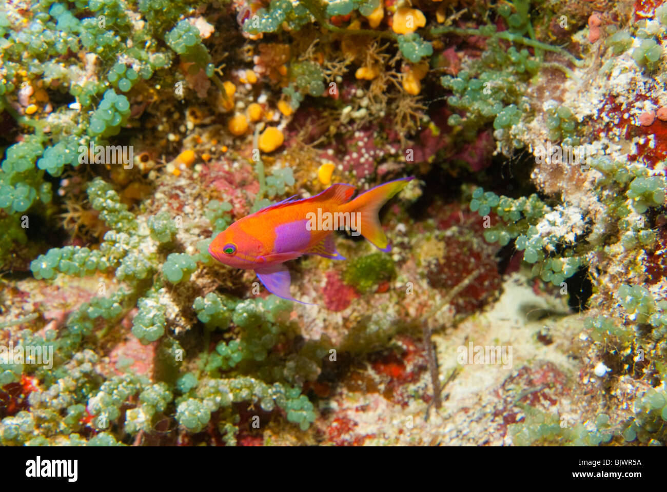 Tropical fishes and coral reef in Chuuk, Micronesia Stock Photo - Alamy