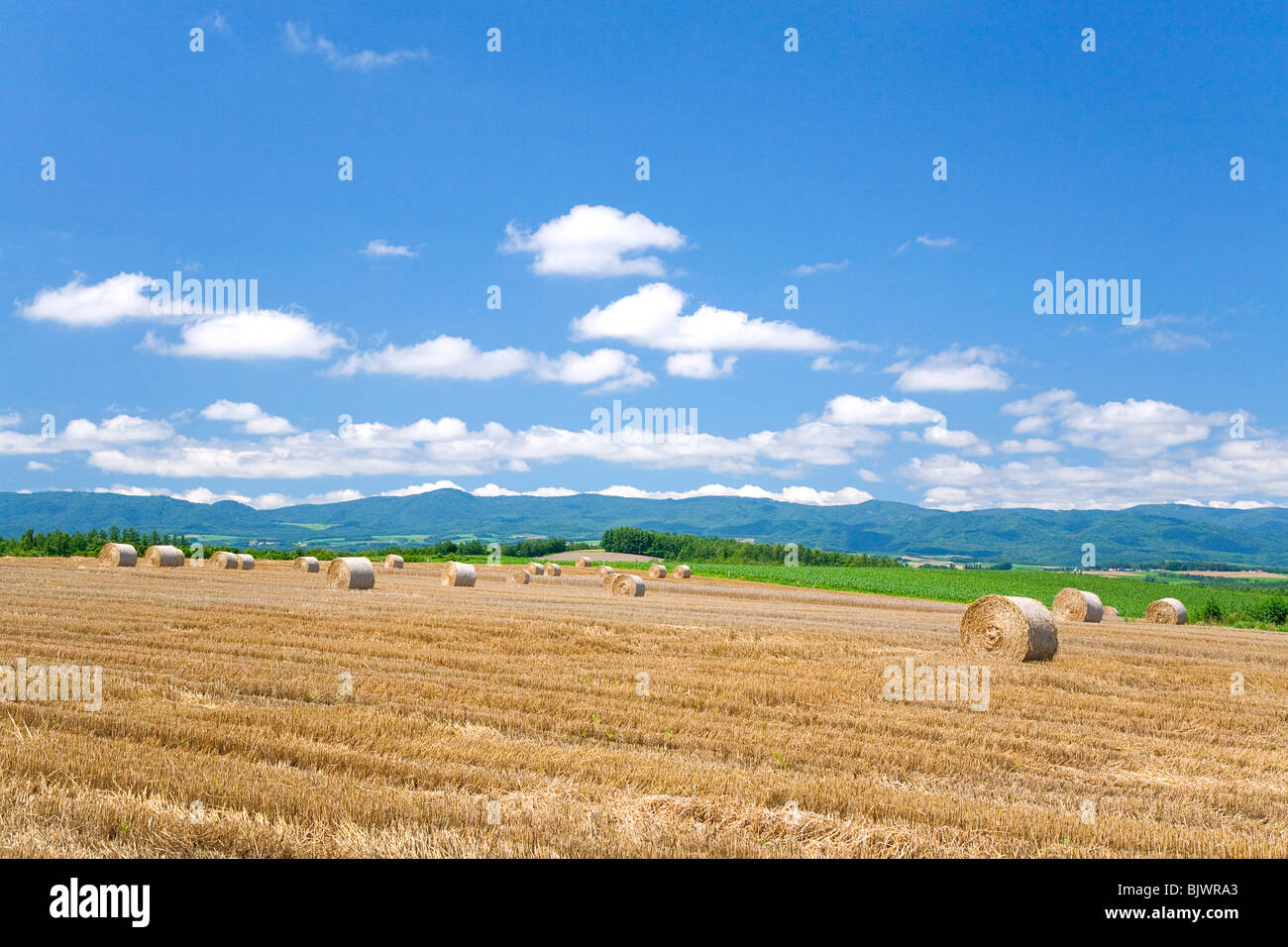 Hay bales in field Stock Photo - Alamy