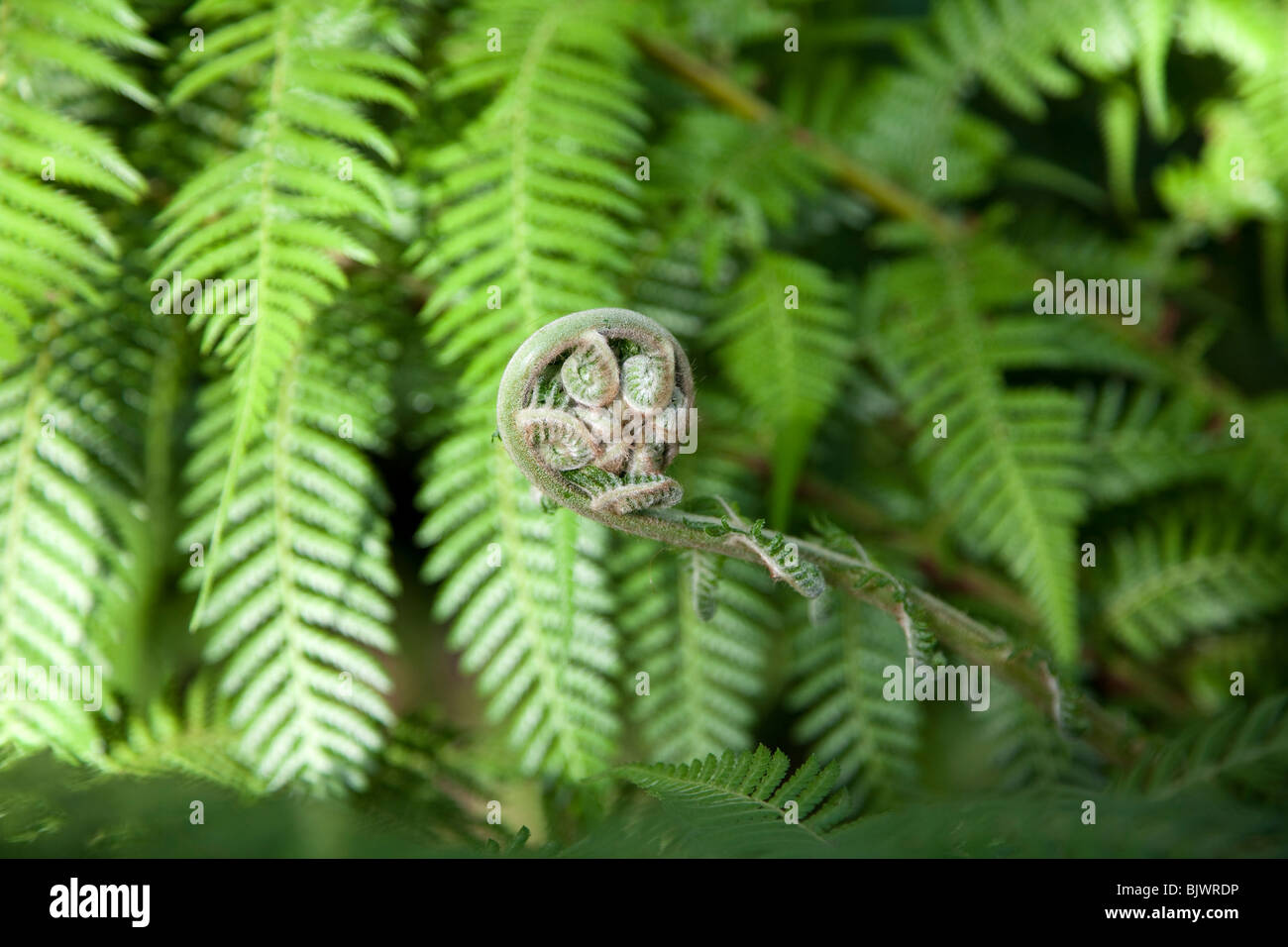 Royal botanic gardens edinburgh spring hi-res stock photography and ...