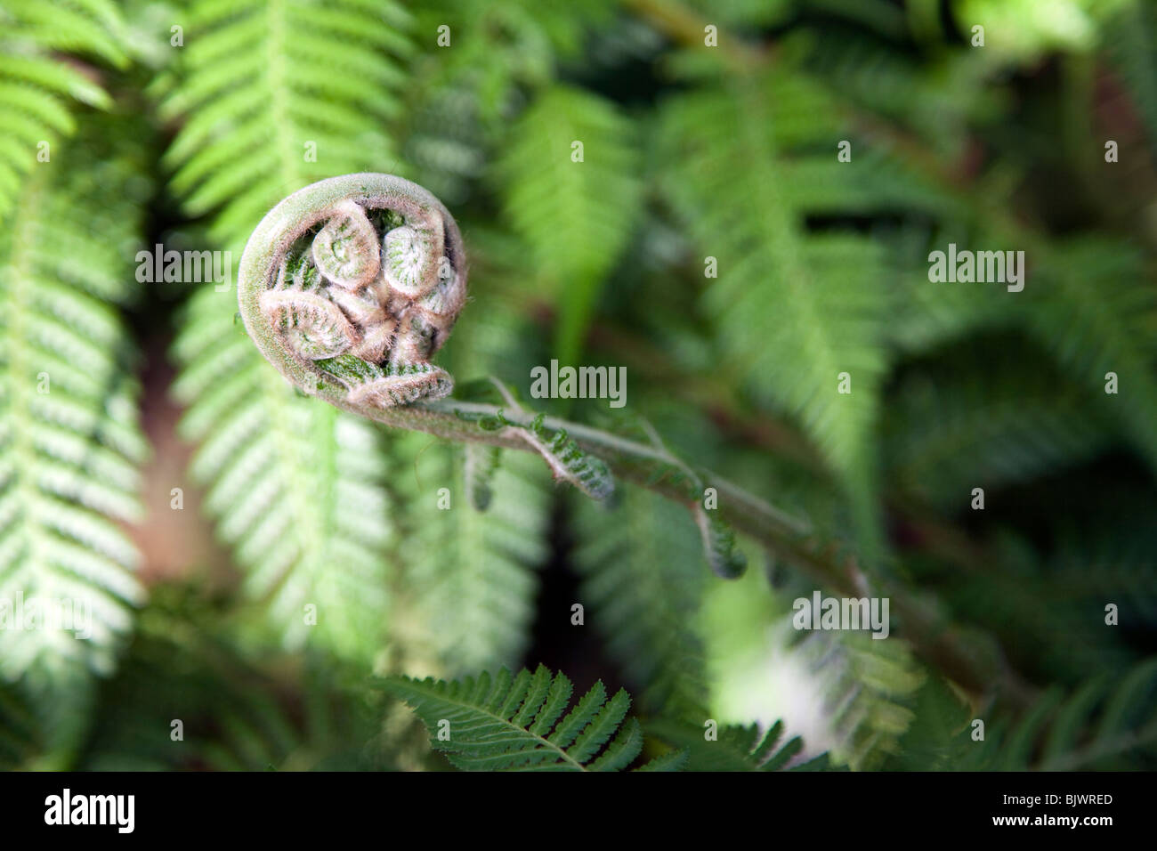 Royal botanic gardens edinburgh spring hi-res stock photography and ...