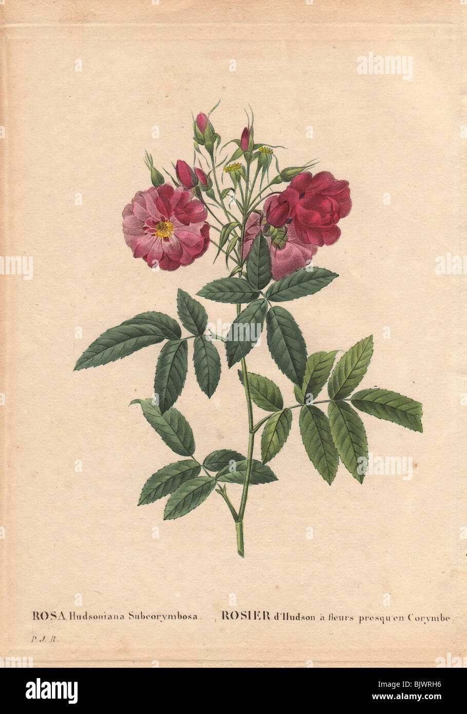 Clustered marsh rose with drooping dusty pink and purple flowers (Rosa ...