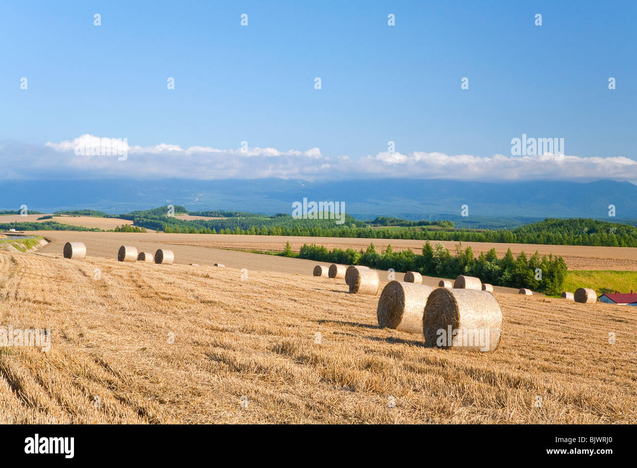 Hay bales in field Stock Photo - Alamy