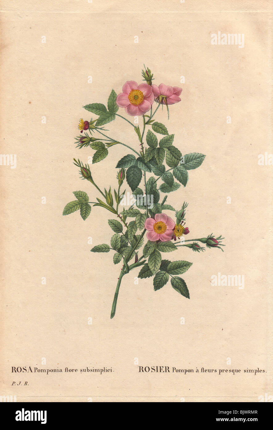 Pale pink pompon rose hi-res stock photography and images - Alamy