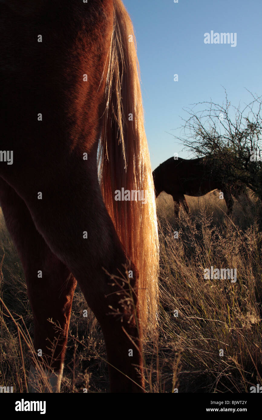 Two horses silhouette hi-res stock photography and images - Alamy