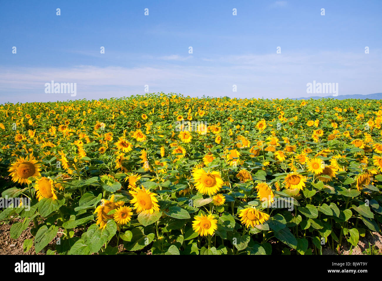 Field of sun flowers Stock Photo - Alamy