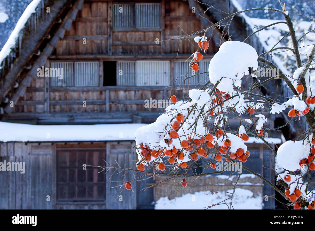 Persimmon tree hi-res stock photography and images - Alamy