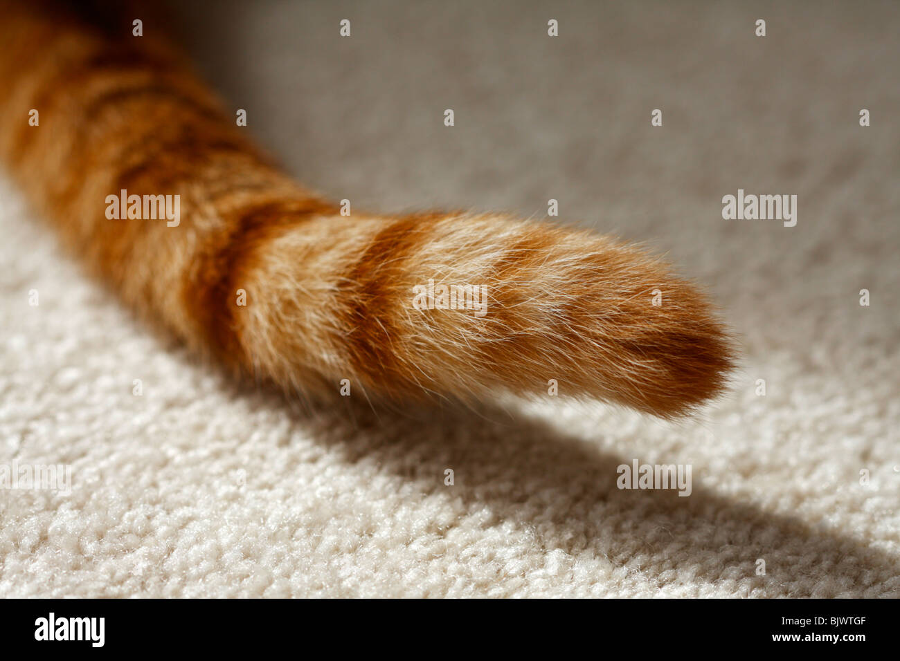 Cat tail tails domestic hi-res stock photography and images - Alamy