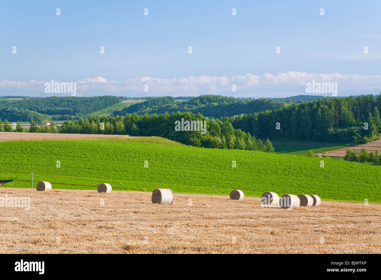 Hay bales in field Stock Photo - Alamy