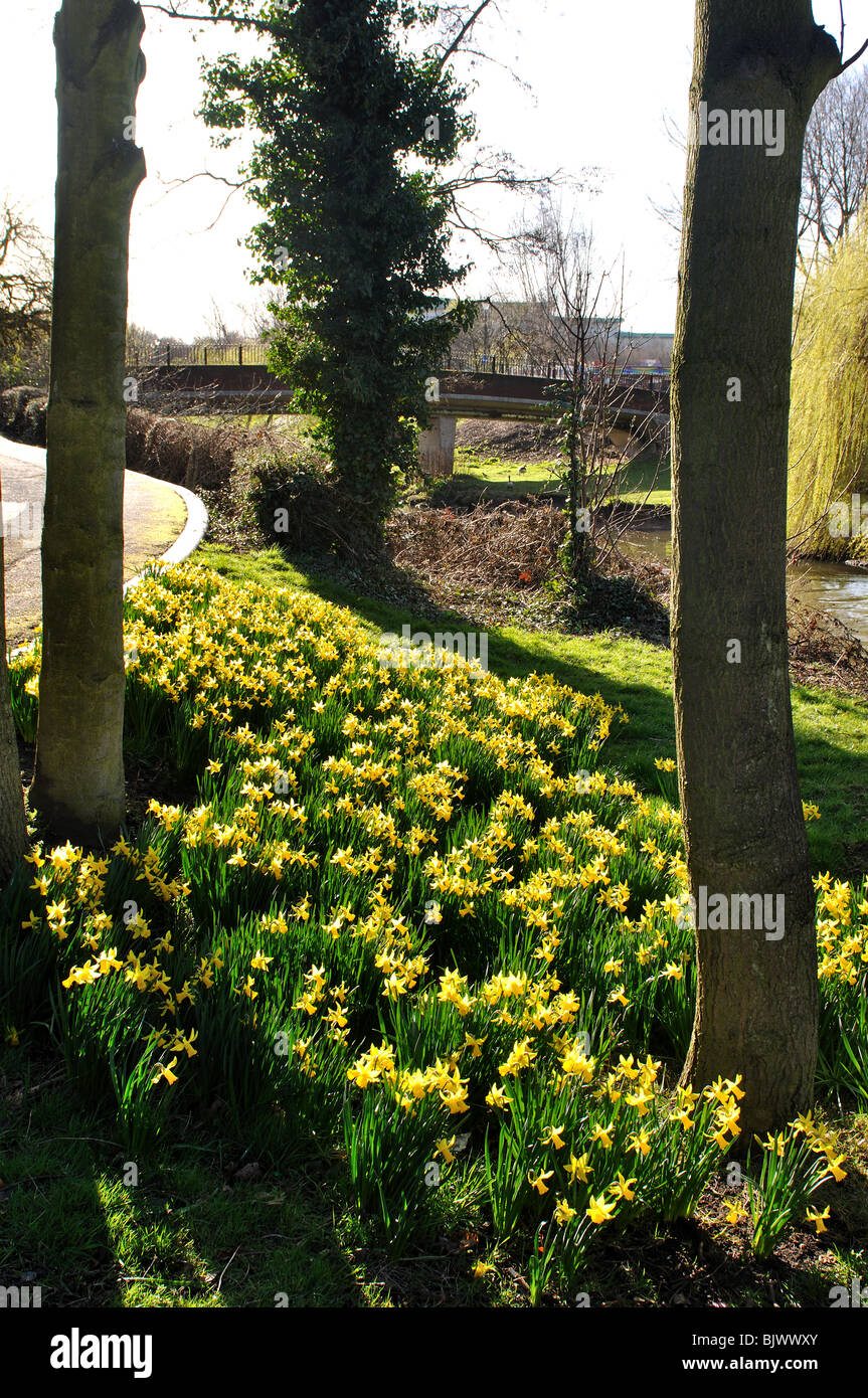 Tamworth spring daffodils flowers hi-res stock photography and images ...